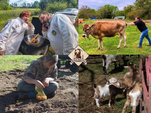 Home - Big Bear Homestead: Home